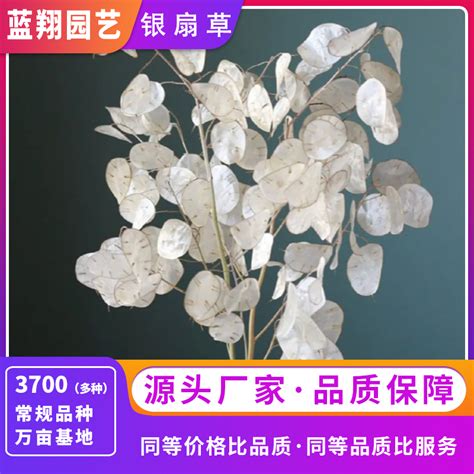 花种子 盆栽种子 家庭园艺 花卉种子批发 花海景观种子 鲜切花 种苗 种球