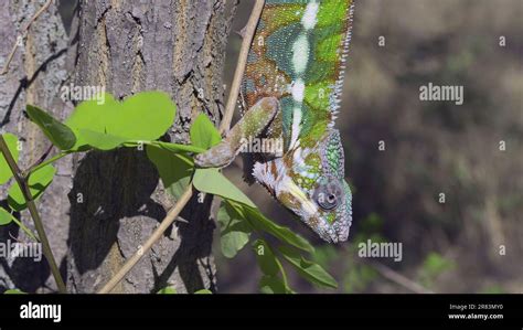 Close Up Green Chameleon Walking Down The Tree Trunk On A Sunny Day