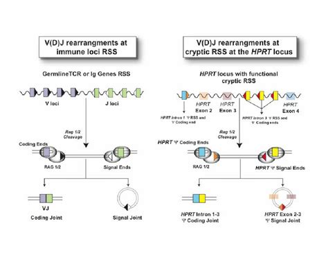 Schematic Of Vdj Recombinase Mediated Rearrangements At Immune System