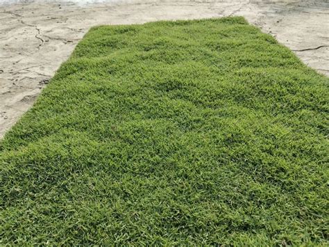 Green Rectangular Korean Lawn Grass At ₹ 12sq Ft In Bhubaneswar Id