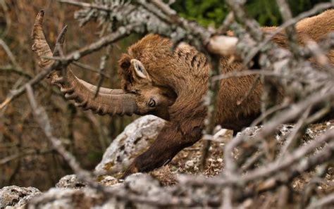 Premium Photo Lizard On A Tree