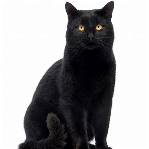 黒猫ちゃんは特に要注意猫のメラノーマについて知っておこう 猫壱necoichi