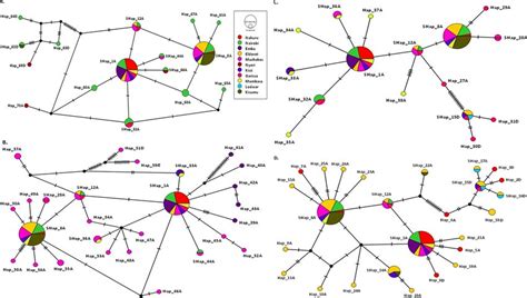 Local Haplotype Network Of Hbv Based On S Gene Sequences From 11 Download Scientific Diagram