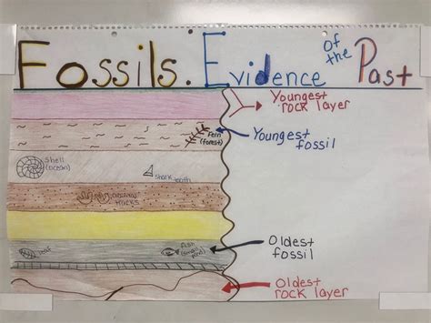Fossils Anchor Chart 5th Grade Fish Fossil Anchor Charts Shark Teeth