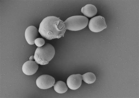 Scientists Clone Sars Cov 2 Genome Using Quick Yeast Based Method Crop