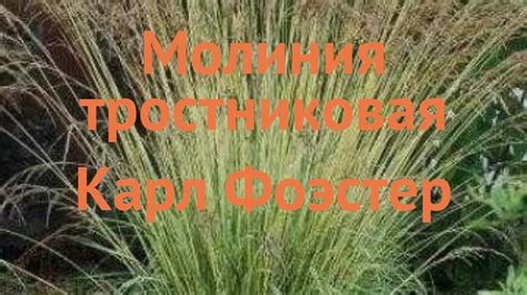 Молиния тростниковый Карл Фоэстер 🌿 обзор: как сажать, саженцы молинии ...