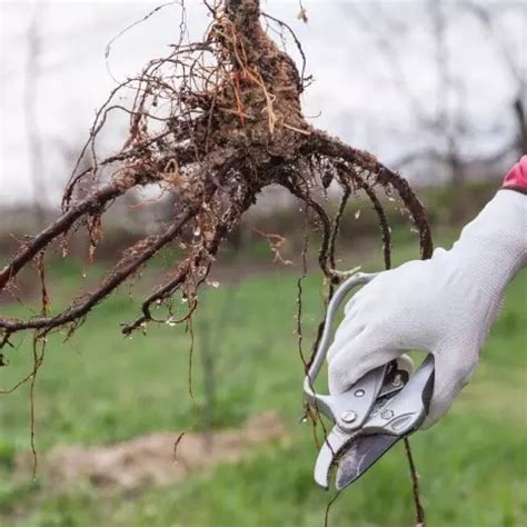 Root Pruning When And How To Prune The Roots The Garden Style