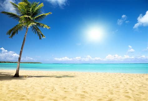 Wild Beach Zoom Backgrounds Thezoombackgroundscom Images Porn Sex Picture