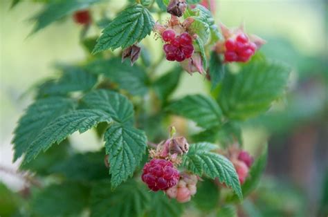Fat Of The Land Wild Red Raspberry