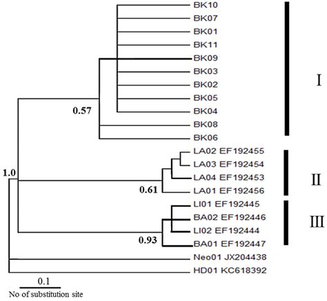 Bayesian Inference Of The 50 Majority Rule Consensus Tree Of Co1 Gene