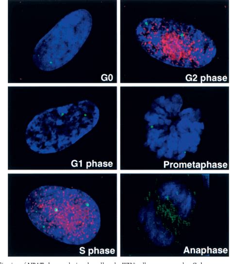 Figure 1 From Npat Links Cyclin E Cdk2 To The Regulation Of Replication