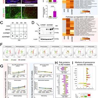 Label Free Quantitative Proteomics Reveals Alterations In The Host
