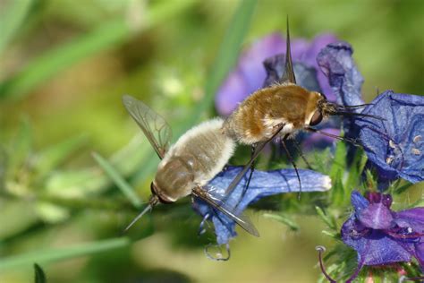 What Is A Bee Fly 10 Facts About This Bee Mimic