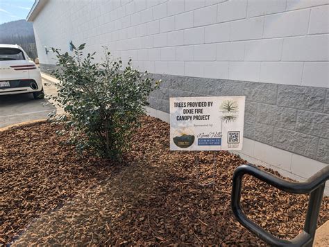 Dixie Fire Canopy Project Fund The Almanor Foundation