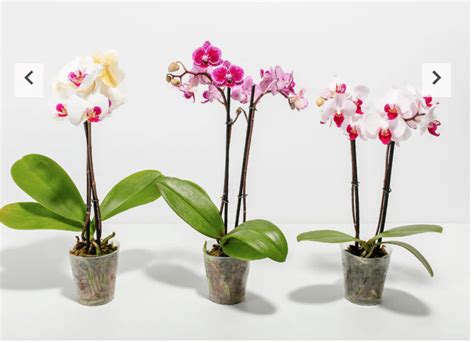 Ultimate Moth Orchid Care Guide Houseplants Nook
