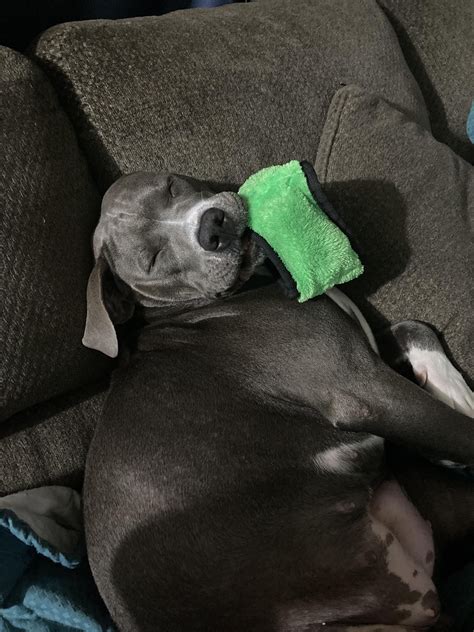 This Is My Beautiful Pitty Girl Artemis That I Rescued A Couple Days Ago Shes Very Sweet I