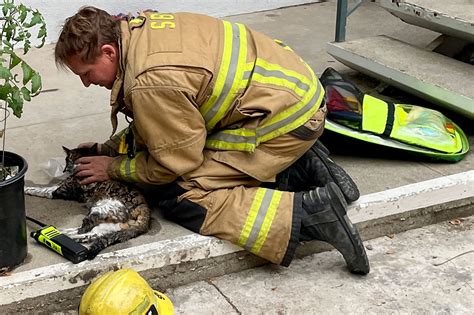 Cat Revived After Fire Damages Apartment In Santa Barbara Local News