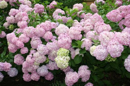 Stați cu otrava în casă Plantele care vă pot distruge sănătatea Mare