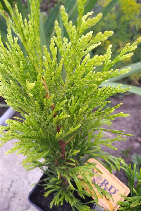 Туя складчатая Форевер Голди (Thuja plicata Goldy) — НКО "NORD-NUC"