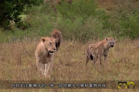 狮子不屑和鬣狗开战，不料鬣狗却疯狂试探，下一秒瞬间怂了鬣狗瞬间狮子