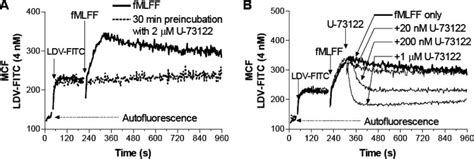 Response Kinetics Of Ldv Fitc Probe Binding To U937 Cells Following