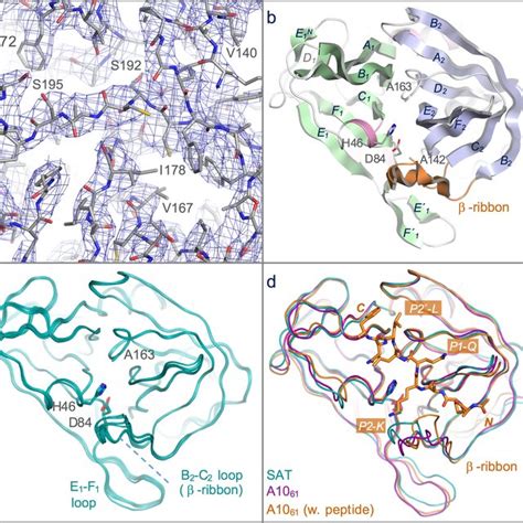 Amino Acid Sequence Alignment Of A C Pro With The C Proteases