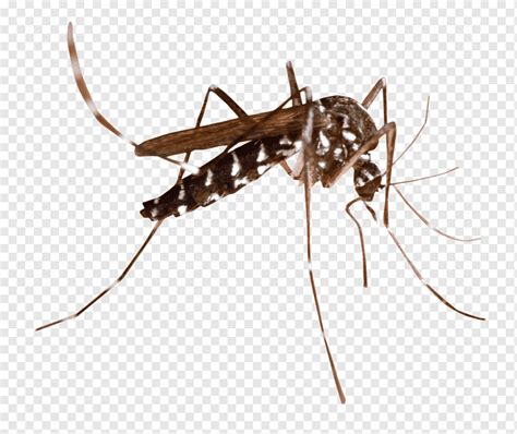 Nyamuk Aedes Png Coreyctzxz
