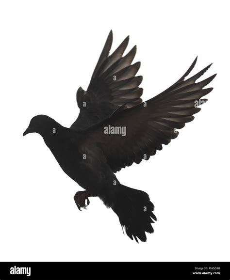Black Pigeon Hi Res Stock Photography And Images Alamy