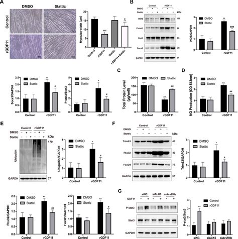 Blocking Stat3 Activation With Stattic A Stat3 Inhibitor Prevents
