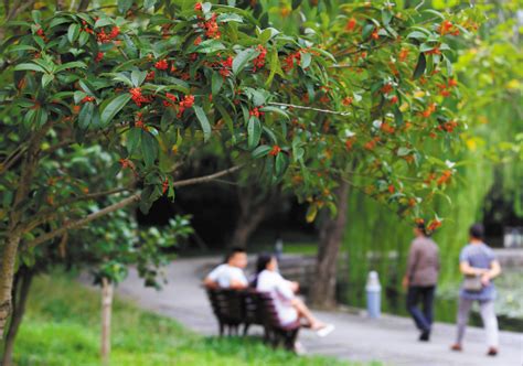 满城尽飘桂花香 台州新闻仙居新闻网