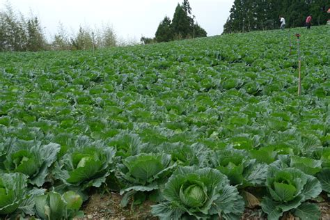 高山高麗菜田 無糖豆漿 數位島嶼