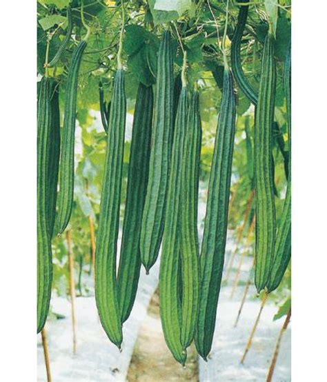 National Gardens Ridge Gourd Vegetable Seeds Buy National Gardens