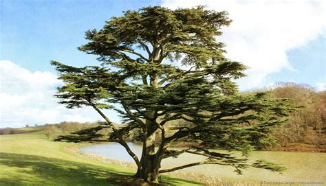 Le Cedre Du Liban