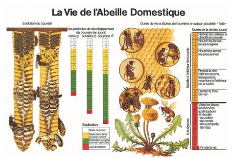 Poster La Vie De L Abeille Domestique Thomas Apiculture