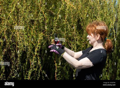 Thick Weeping Willow Crown Spring Pruning Of Branches Red Haired Girl With Pruning Shears