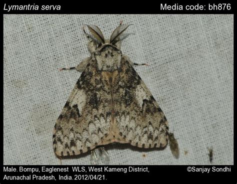 Lymantria Serva Fabricius 1793 Moths