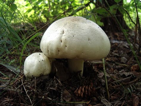 Fungi Flashcards Quizlet