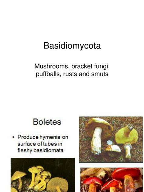 Basidiomycota Pdf