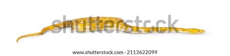 Female Juvenile Reticulated Python Aka Malayopython Stock Photo Shutterstock