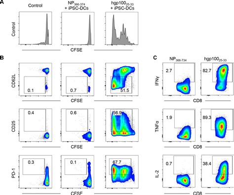 In Situ Delivery Of Ipsc Derived Dendritic Cells With Local