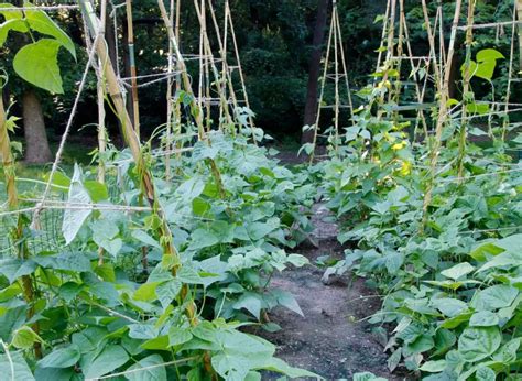 Bush Beans Vs Pole Beans How They Differ And Which One Is Better Plants Heaven