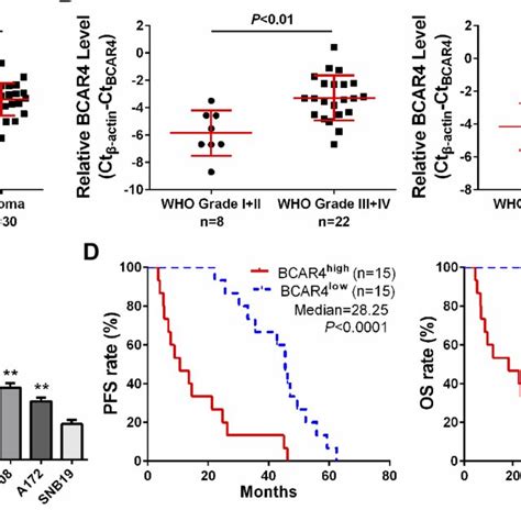 Long Non Coding Rna Bcar4 Is Overexpressed In Glioma A The