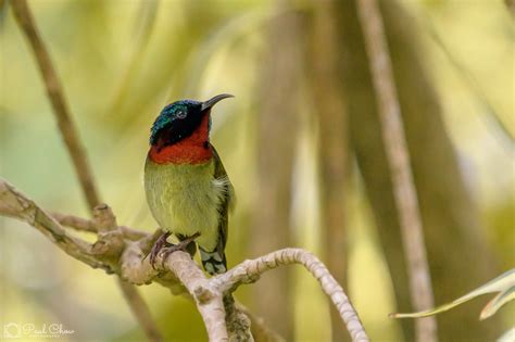 Fork Tailed Sunbird Pauls Garden