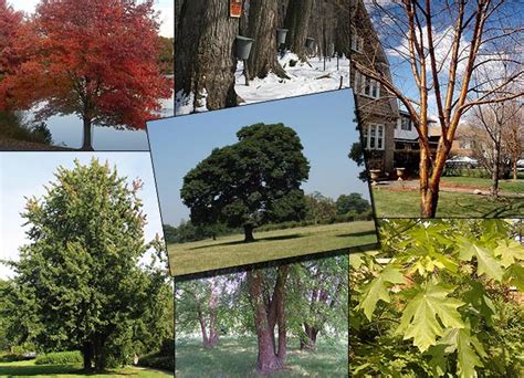 18 Trees That Can Be Tapped For Their Sap Home And Gardening Ideas
