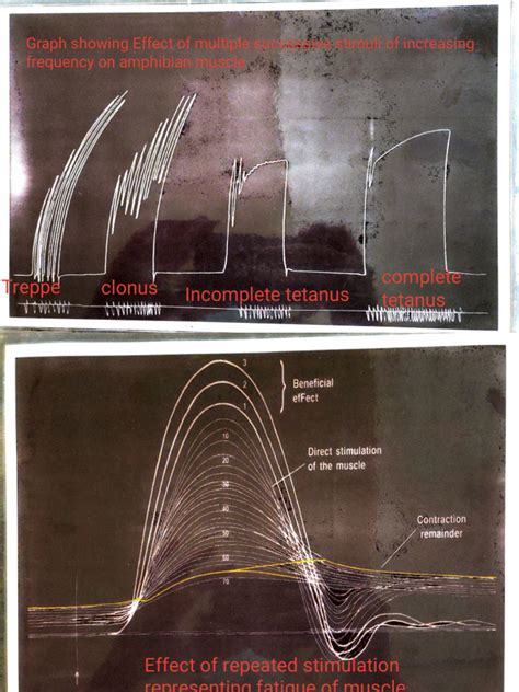 Amphibian Graphs Pdf Diastole Ventricle Heart