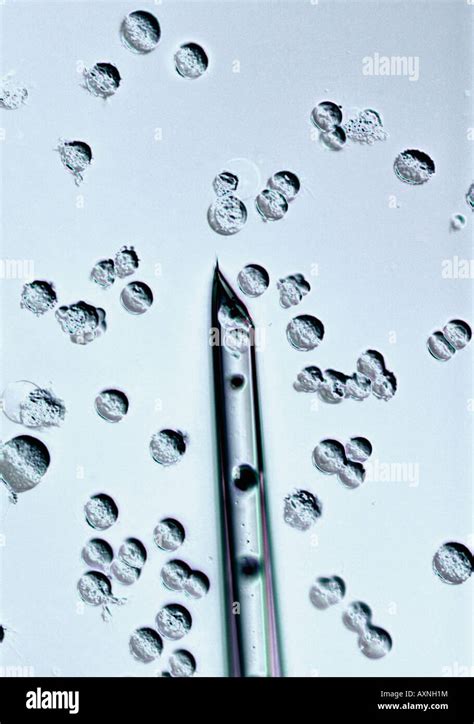 Cloning Microinjection Syringe And Human Embryonal Stem Cells Es Cells