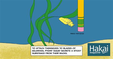 Pastoral Preferences Of The Pygmy Squid Hakai Magazine