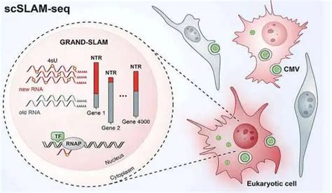 Shedding New Light On The Virus Host Tug Of War Assignment Point