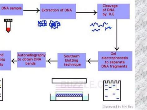 Forensic Dna Profiling Pptx Genealogy And Ancestry Hobbies