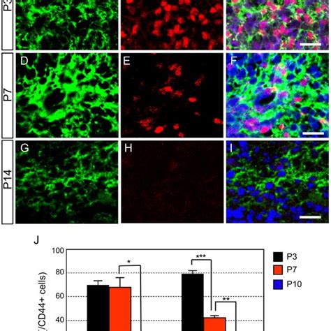 Representative Facs Plots Of Cd44 Positive Cells From P3 Mouse